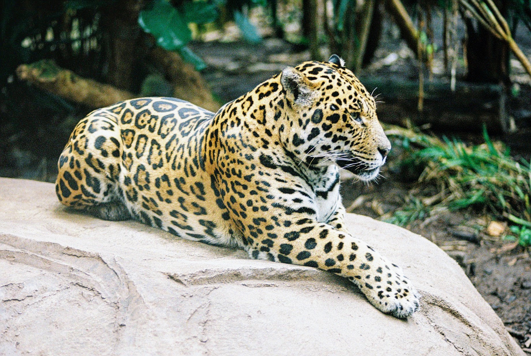 Jaguar at Chester Zoo | Sparkie's Junkyard